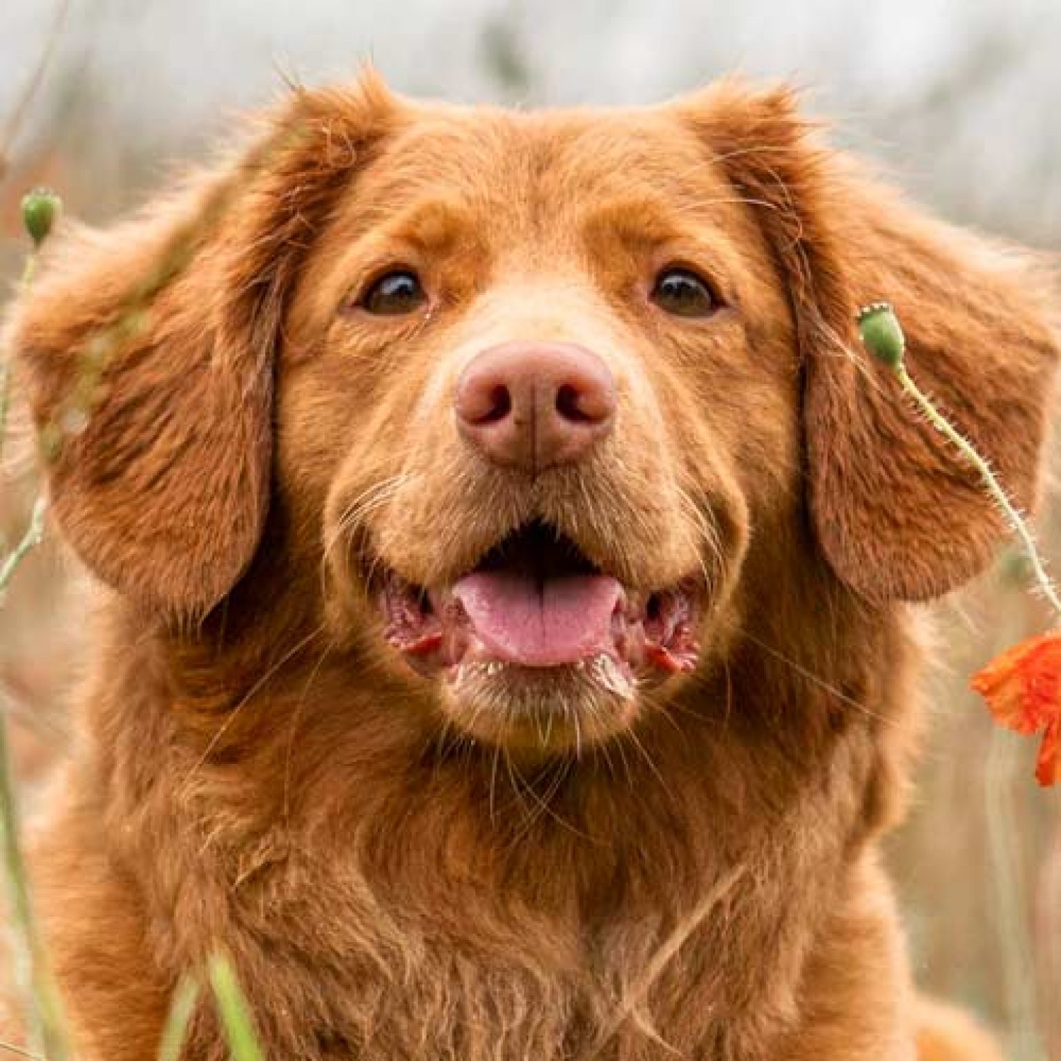 Perros: Todo Lo Que Necesitas Saber Sobre Ellos