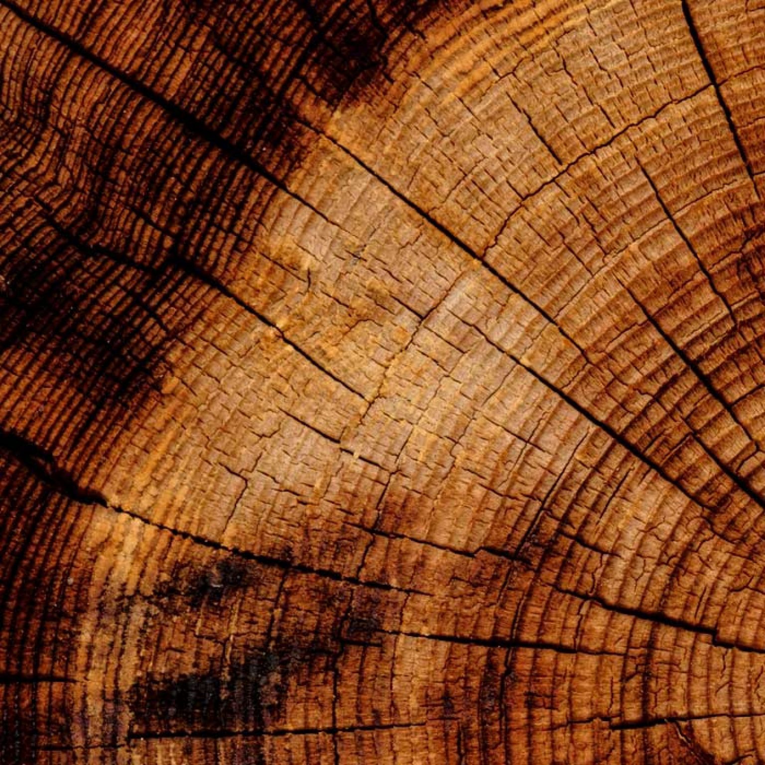 Califato Abasí, Sus Conquistas Y Características