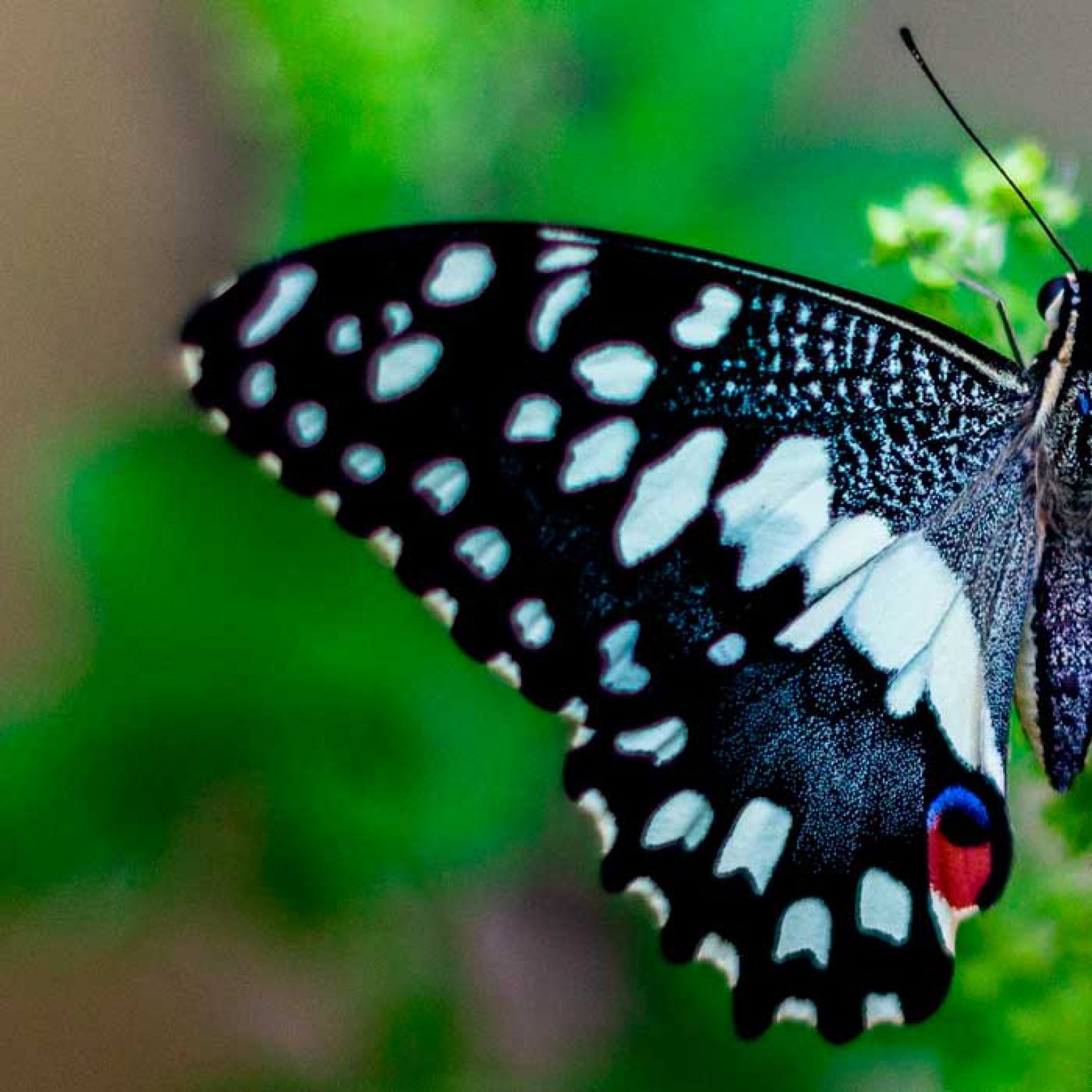 Mariposa: Qué Es Y Principales Características