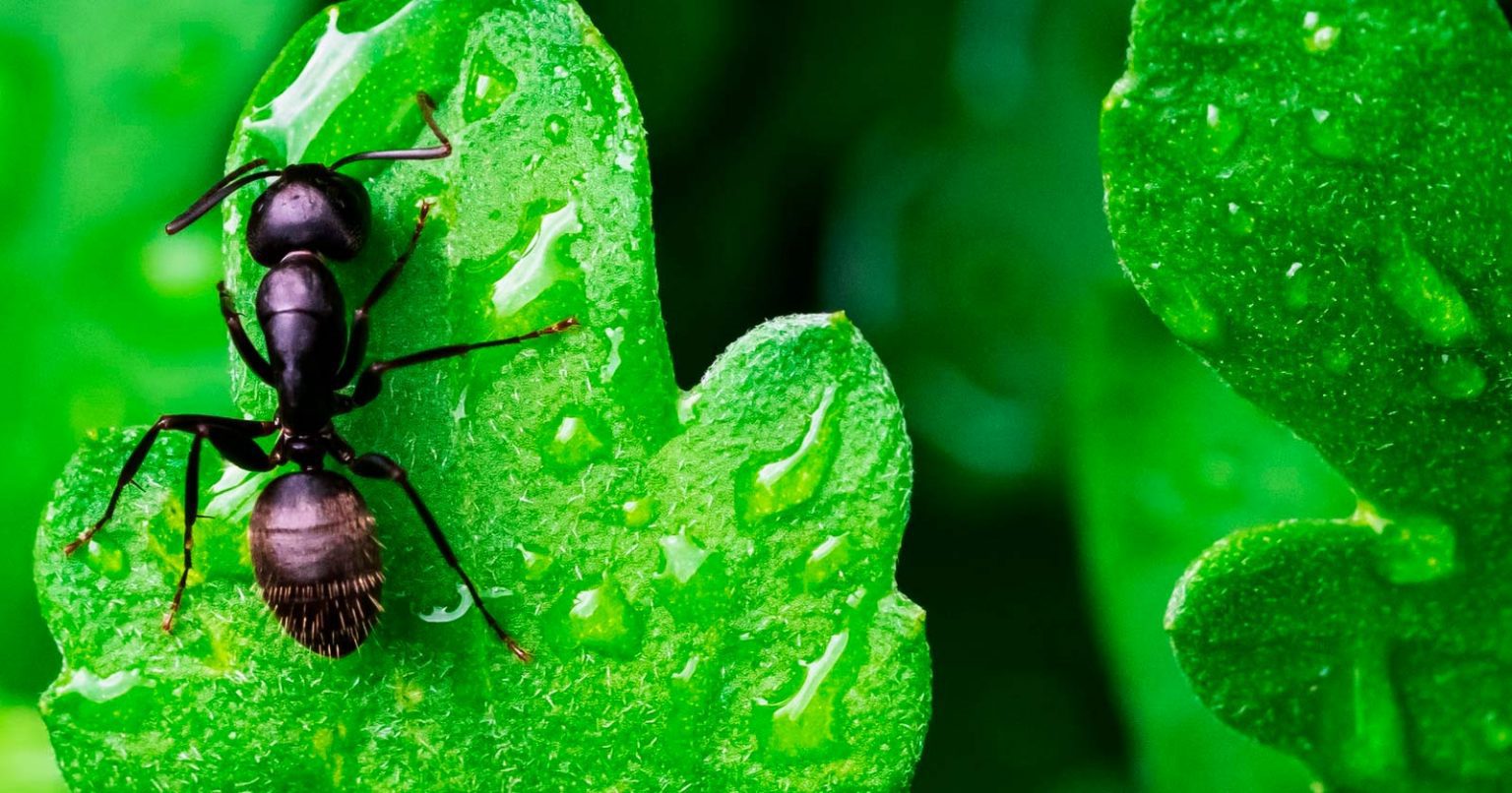 Poggers: Qué Significa, Origen Y Evolución