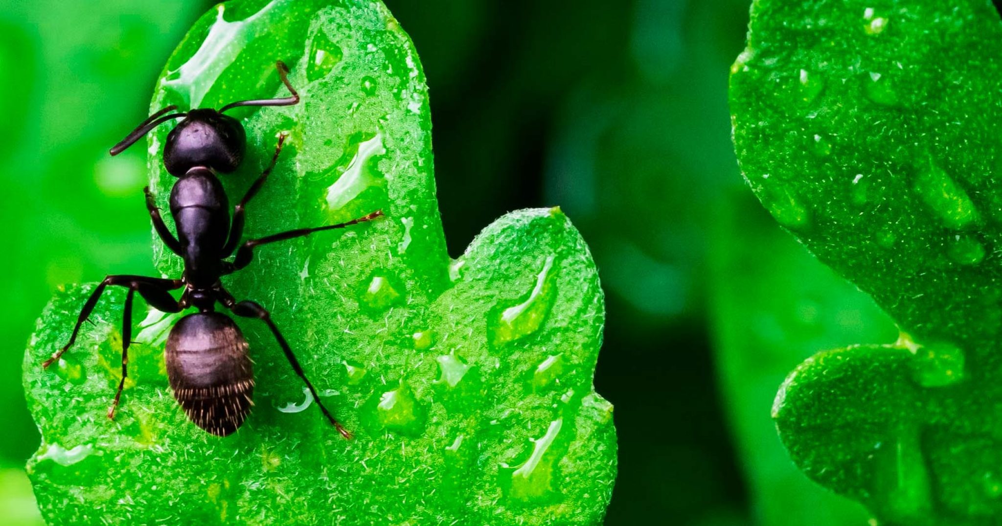 ¿Por Qué Hay Insectos Rastreros En Mi Casa?